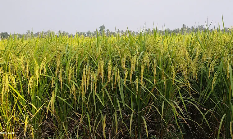 Farmers disappointed as Aman paddy yield improves in Paikgachha but ...